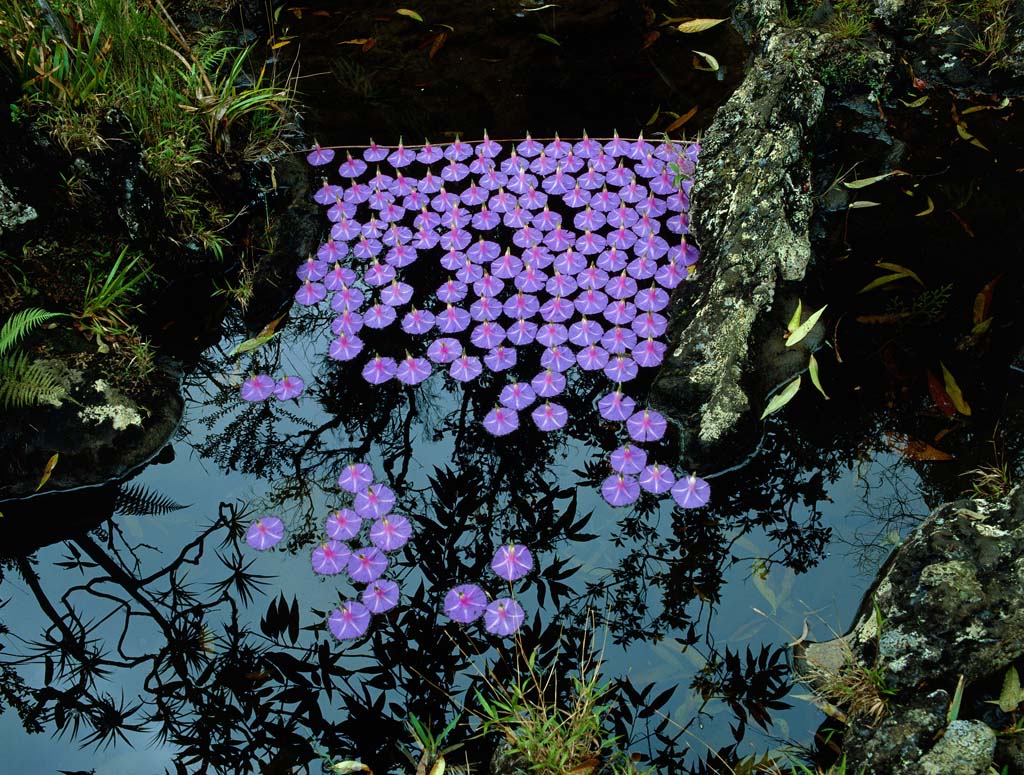 Art and Nature: The Emergence of Ecological Art | Artsper Magazine